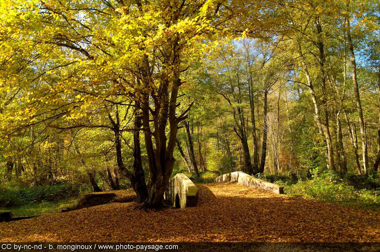 Forêt de Rambouillet - Espace de verdure et relaxation en Île-de-France